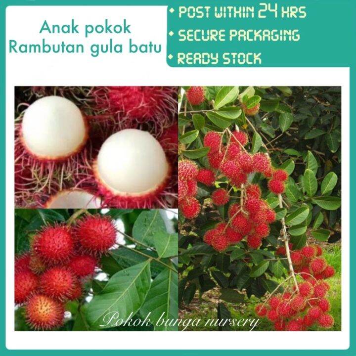 PBN - anak pokok rambutan gula batu - pokok bunga nursery rock sugar ...