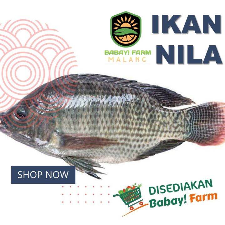 Ikan Nila Segar 500 gr / 1 Kg | Lazada Indonesia