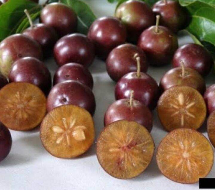 Governors plum or mansanitas /sarali | Lazada PH