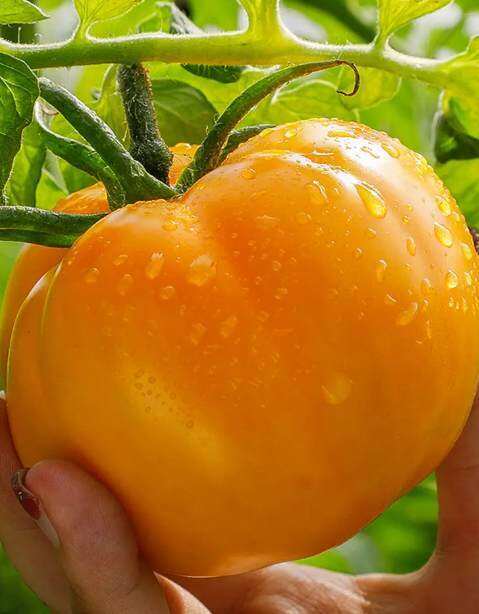Thai Yellow Big Tomato Vegetable Seeds ( 100 seeds ) - Basic Farm House ...