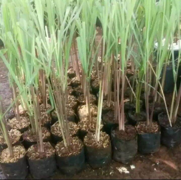 tanaman herbal sereh merah - tanaman sereh merah | Lazada Indonesia