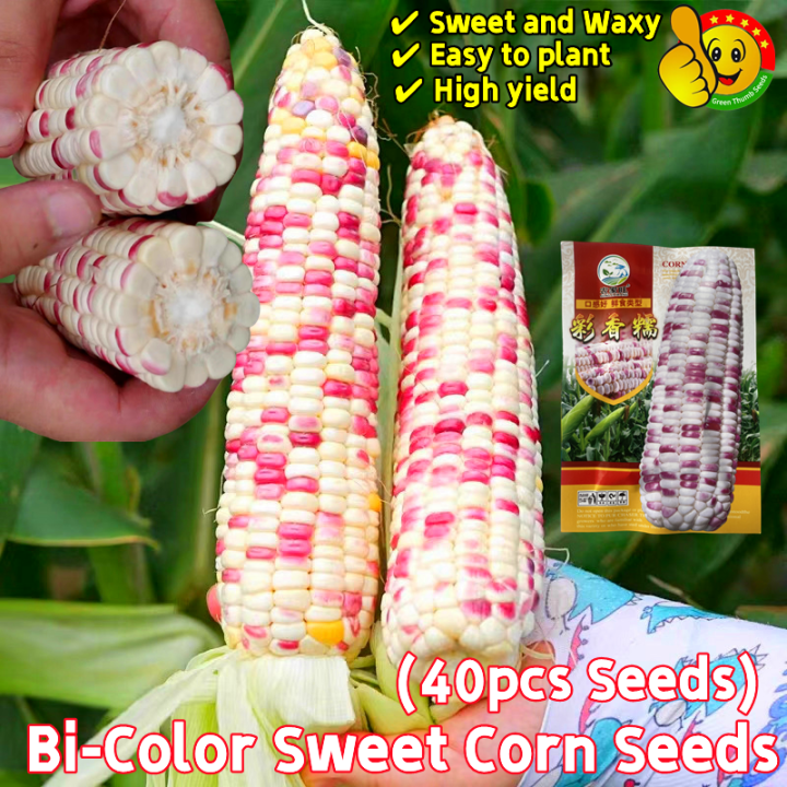 100% Original Bi-Color Sweet Corn Seeds (40pcs Seeds) Biji Benih Jagung ...