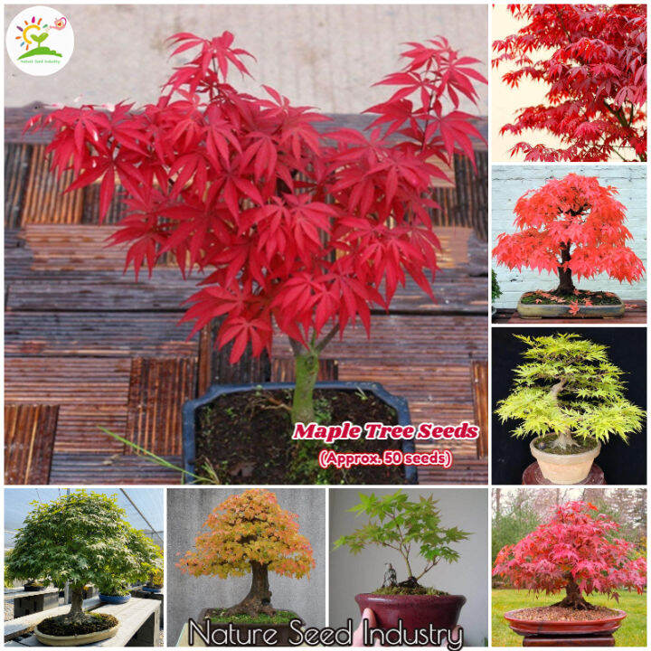 Good Quality Japanese Maple Tree Seeds for Sale - 50pcs Seeds for ...