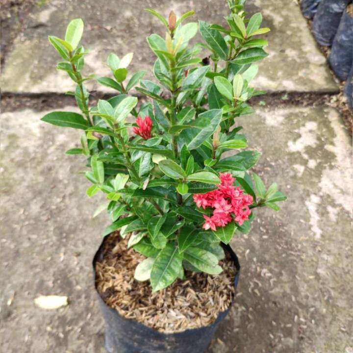 Tanaman Hias Soka India Merah | Lazada Indonesia