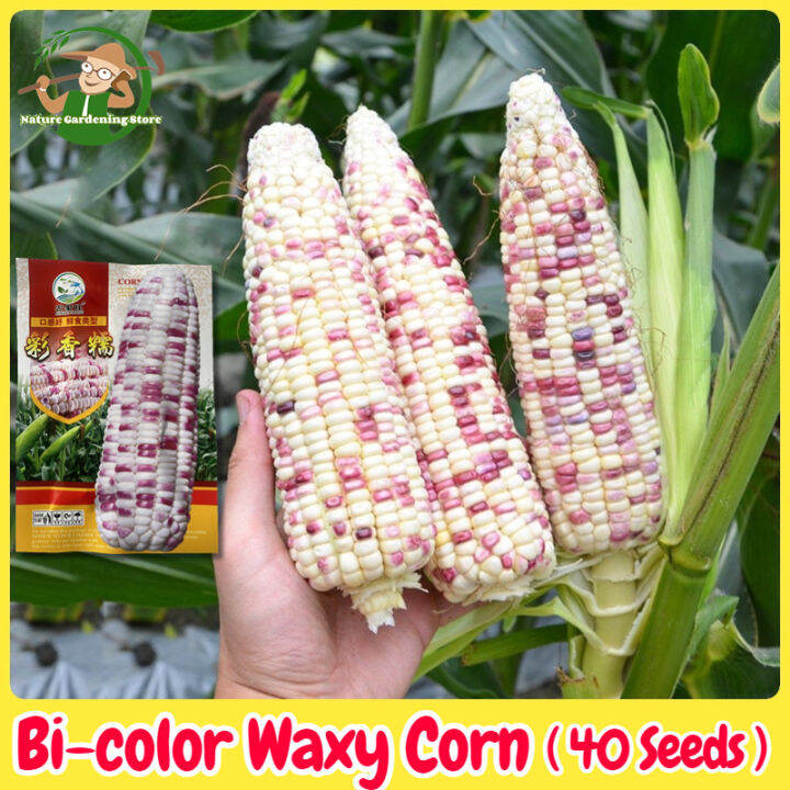 Sweet Glutinous Bi-color Corn Seeds for Planting (40 Seeds) - F1 Hybrid ...