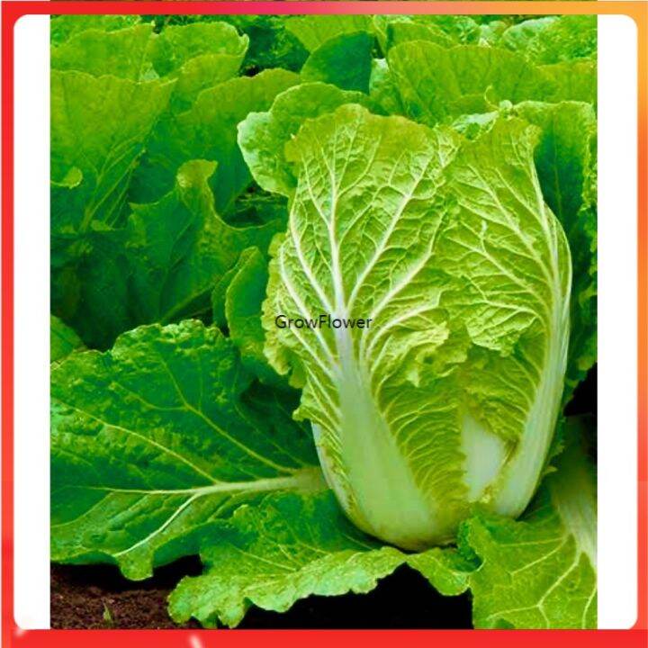 Chinese Cabbage Wombok Seeds Vegetable 50 Pcs | Lazada PH