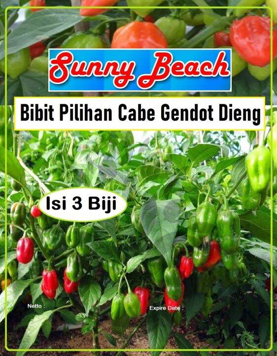Bibit Pilihan Cabe Gendot Dieng | Biji Benih Cabe Genjot Dieng | Lazada Indonesia