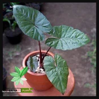 Tanaman Hias Bibit Tanaman Keladi Hitam talas Hitam Sente hitam ...