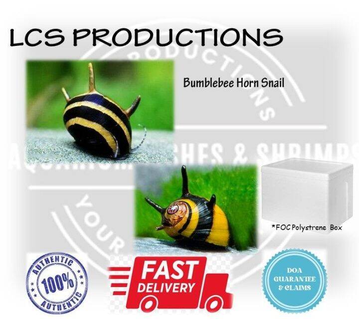 Ready stock Bumblebee Horn Snail for aquarium | Lazada