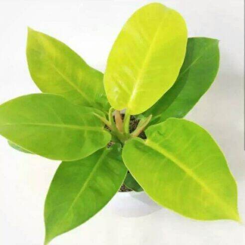 tanaman hias philo lemon / tanaman indoor / tanaman hias pertikal ...