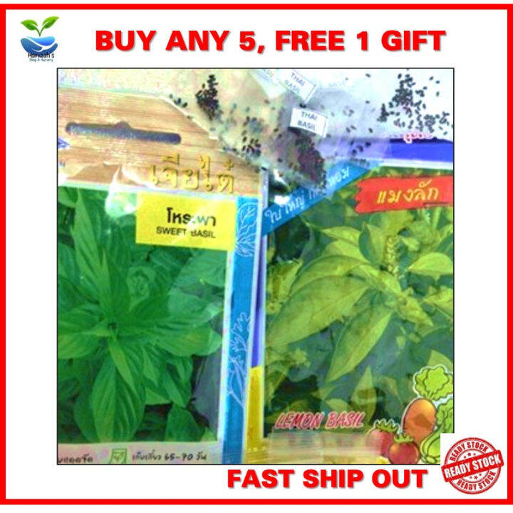 30-100 biji benih LEMON BASIL / THAI BASIL / SWEET BASIL herbs seeds ... 30-100 biji benih LEMON BASIL / THAI BASIL / SWEET BASIL herbs seeds ...