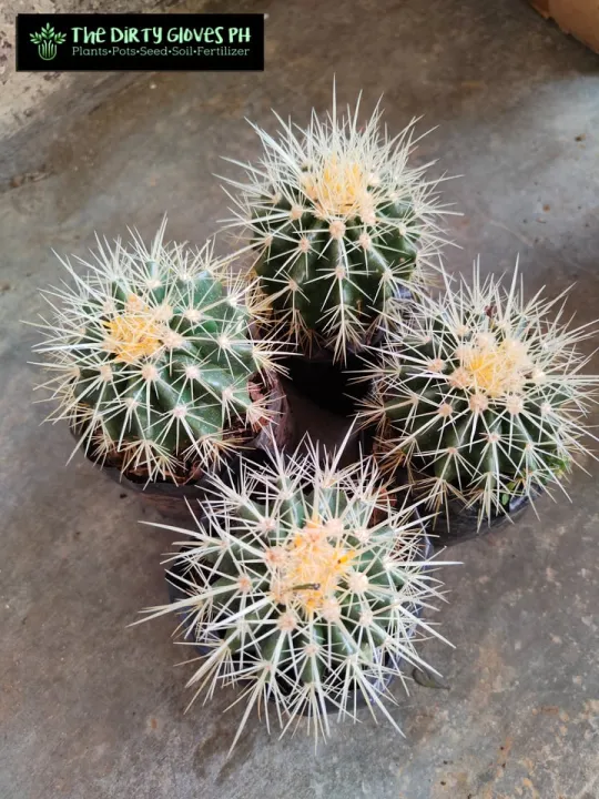 Golden Barrel Cactus 3 Inches Rib to Rib (Limited Stocks Only) with ...