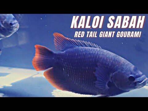 Kaloi Sabah Red Tail Giant Gourami 3 INCH | Lazada