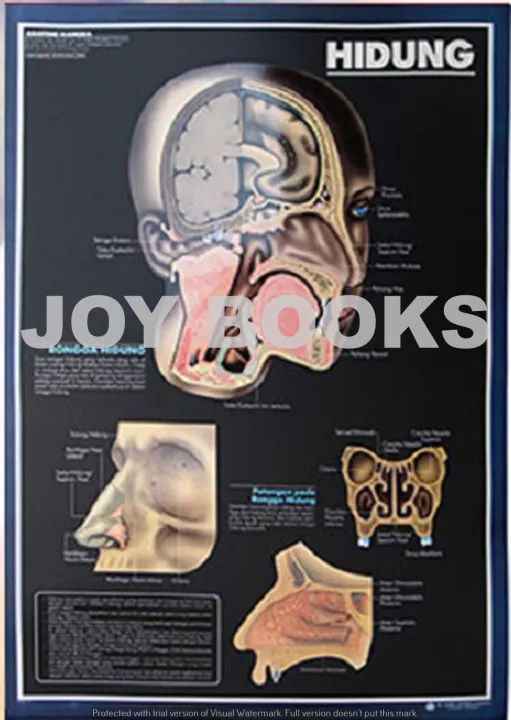POSTER HIDUNG / ANATOMI ORGAN TUBUH MANUSIA / KESEHATAN / KEDOKTERAN ...