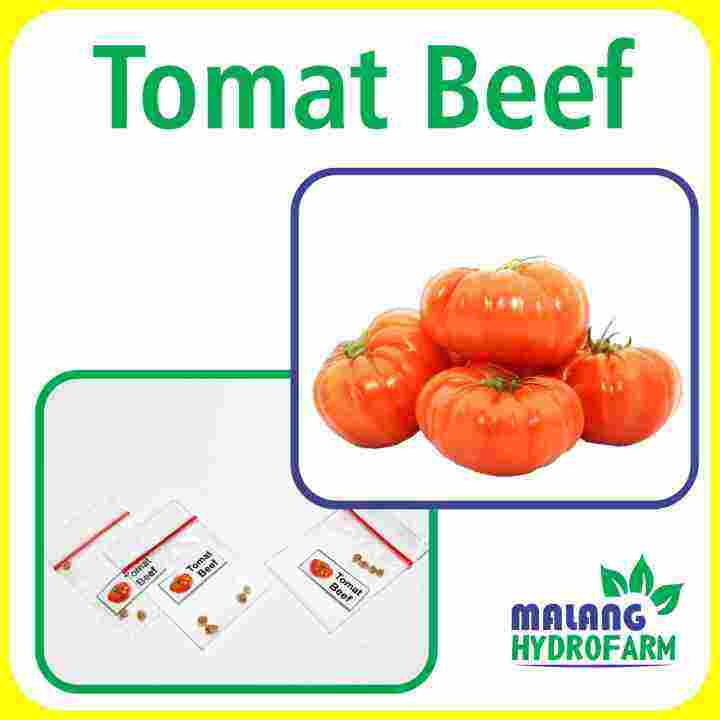 Benih Tomat Beef Unggulan Berkualitas biji bibit repack tomato red ...