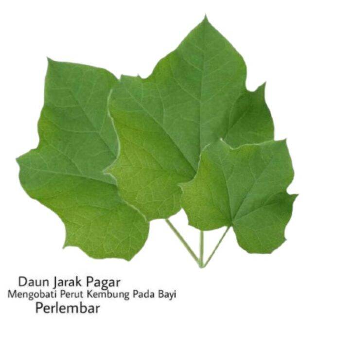 Daun jarak pagar (5 Lembar) segar murah | Lazada Indonesia