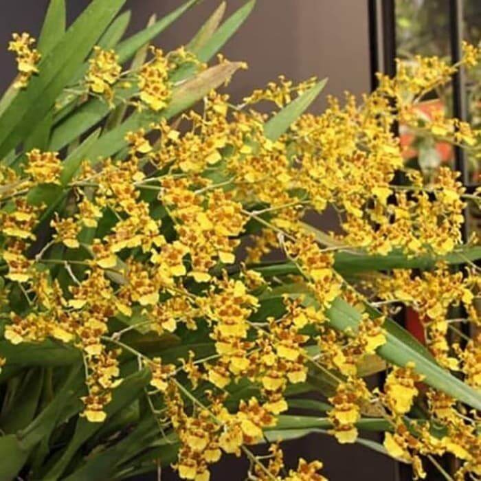 anggrek oncidium americana | Lazada Indonesia