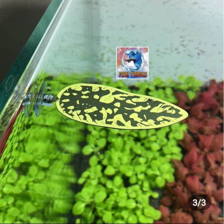 Betta Hammock Sleeping Resting Bed Fighting Fish | Lazada PH