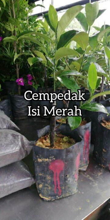 ANAK POKOK CEMPEDAK ISI MERAH (SUPER RARE) 1 PKK | Lazada