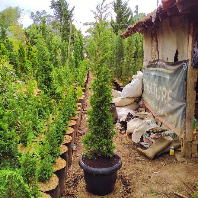 Tanaman hias cemara pua pua 1 meter | Lazada Indonesia