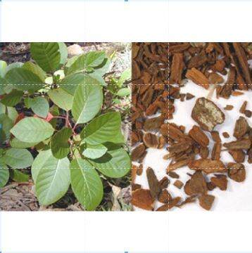 red cinchona bark / powder 正鸡纳树 (cinchona pubescens) quina quineira ...
