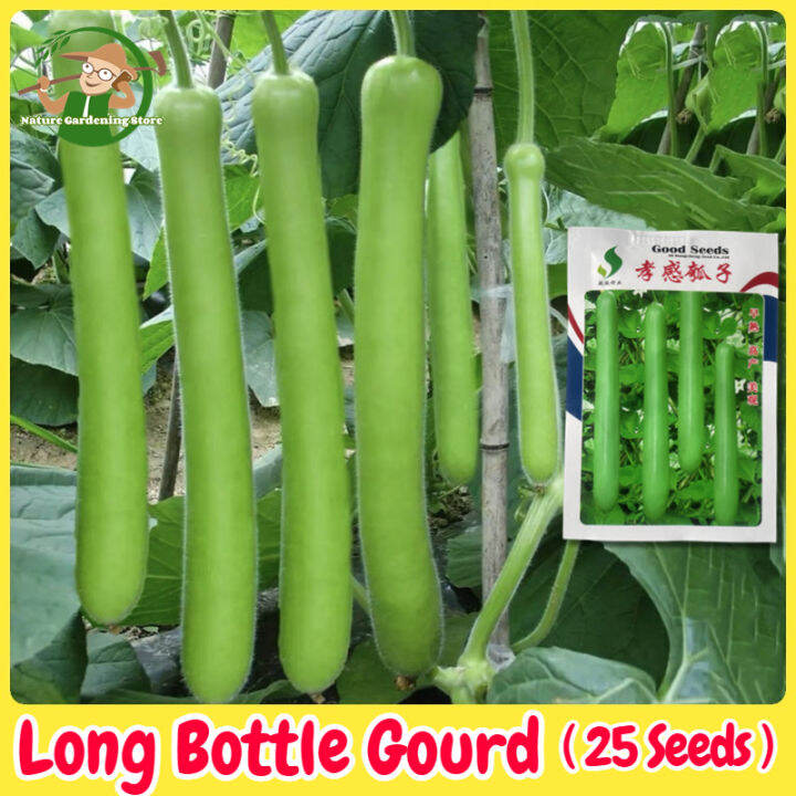 High Yield F1 Hybrid Long Bottle Gourd Seeds Fresh Vegetable Seeds for ...