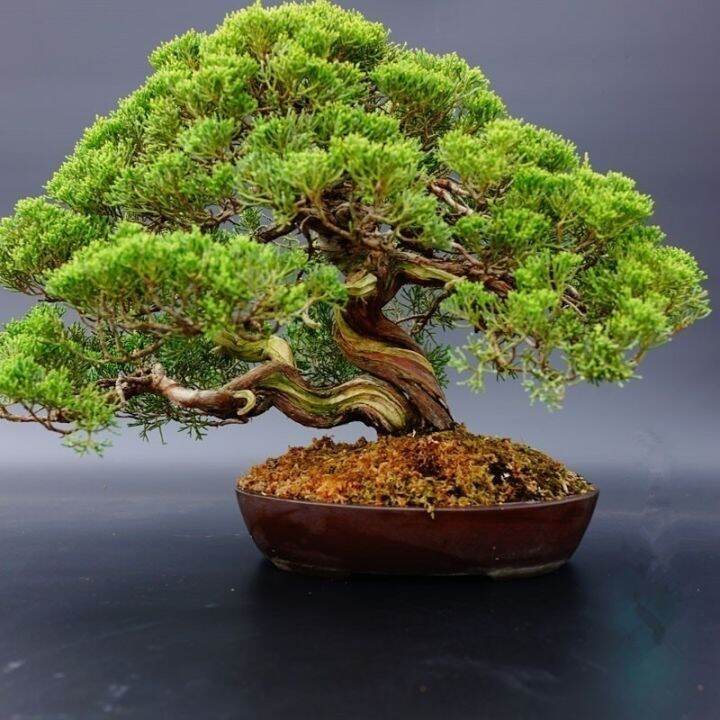 White Pine Pinus Parviflora Tree Bonsai Seeds | Lazada PH