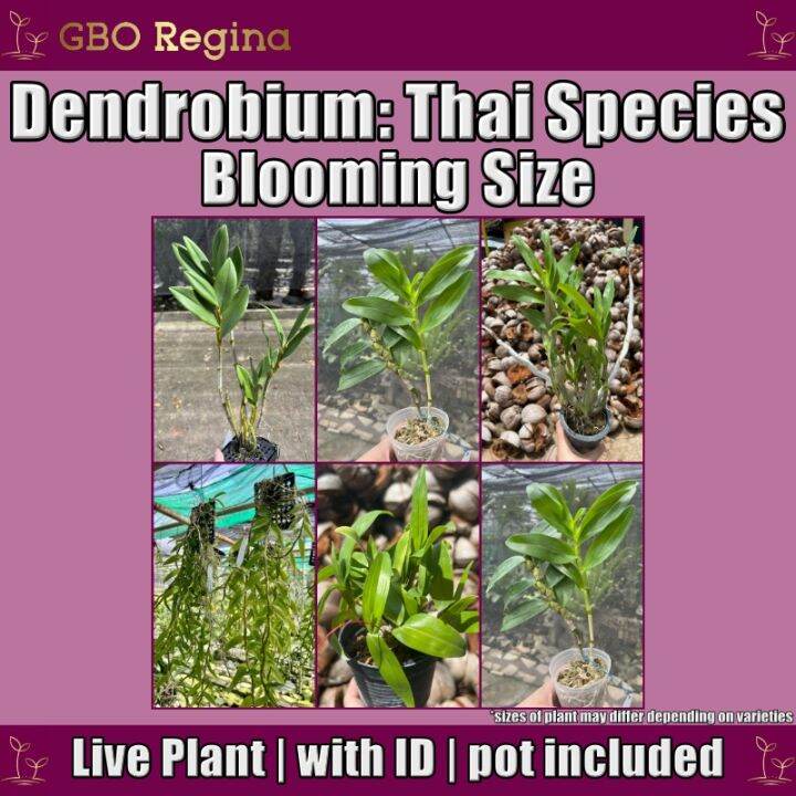 Orchids: Special Collection: Dendro Thai Species Blooming Size (live ...
