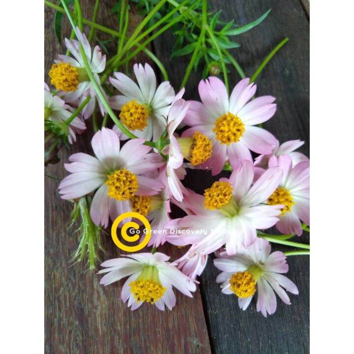 COSMOS CAUDATUS 50 EDIBLE SEEDS BENIH ULAM RAJA | Lazada