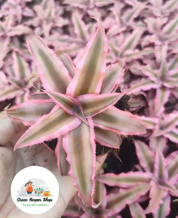 Cryptanthus Pink Starlight Live Plant With FREE Plastic Pot , Garden ...