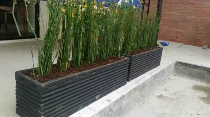 Tanaman Hias Bambu Air - Pohon Bambu Air | Lazada Indonesia