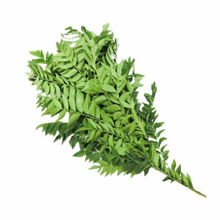 DAUN KARI / CURRY LEAVES / 咖喱叶 | Lazada