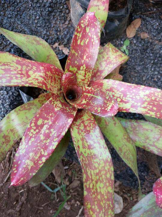 Bromeliad Neoregelia 'Spotted Charm' with plastic pot, pebbles and soil ...