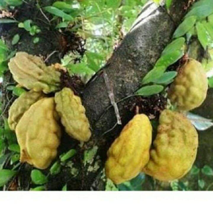buah pokih - buah namnam - untuk yang nyidam | Lazada Indonesia