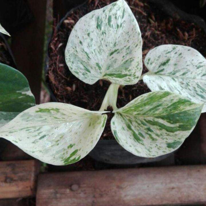 Tanaman Sirih Belanda Variegata | Lazada Indonesia