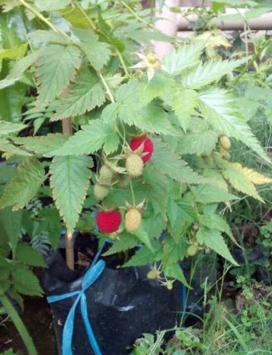 tanaman buah raspberry siap berbuah | Lazada Indonesia