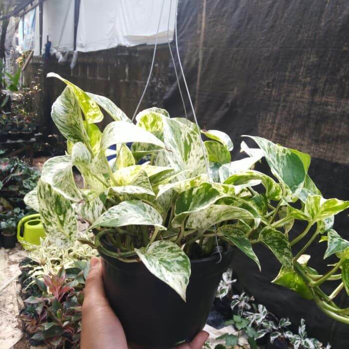 Tanaman Hias Sri Gading Variegata Plus Pot Gantung - OJEK ONLY | Lazada ...
