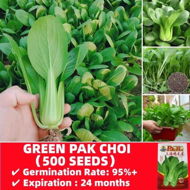 Organic Seeds Easy To Grow In Philippines - 500 Seeds F1 Fresh Pechay ...