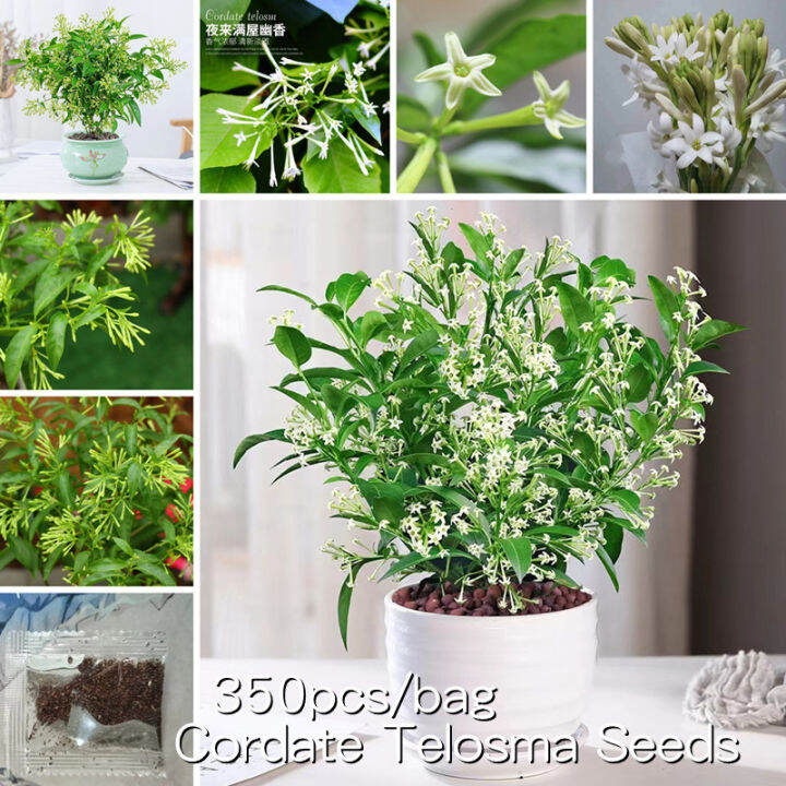 100% Original 350pcs White Telosma Cordate Seeds for Planting Fragrant ...