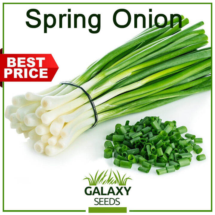 [Galaxy Seeds] Spring Onion Seeds for Planting Vegetable Plants (15 ...