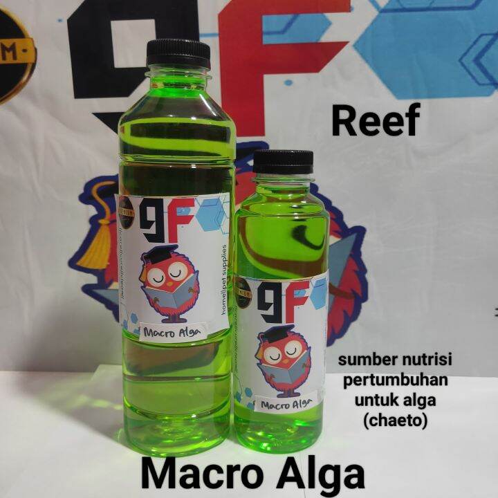 Macro algae laut nutrisi macro alga chaeto angguran aquarium laut ...