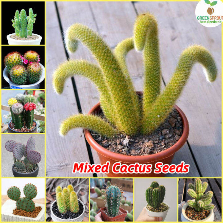 100% Original Seed 100 Seeds/pack Mixed Variety Rare Cactus Bonsai ...