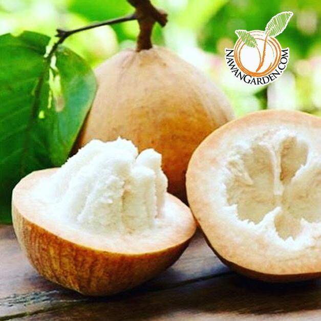 [Hot Selling] Pokok SENTUL HYBRID Jumbo กระท้อน terus dari kebun/ Live ...