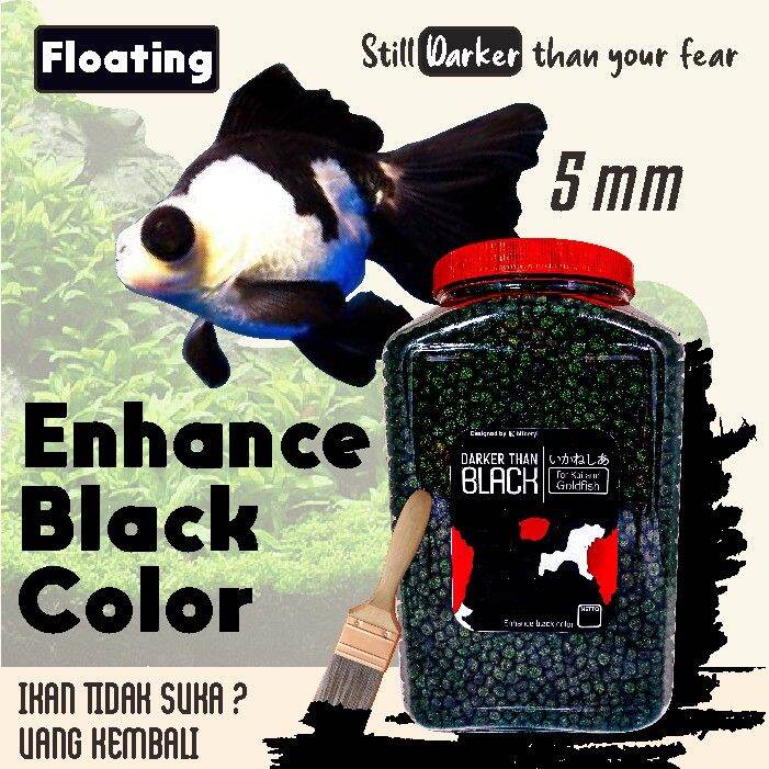 Ikan Koki Hitam
