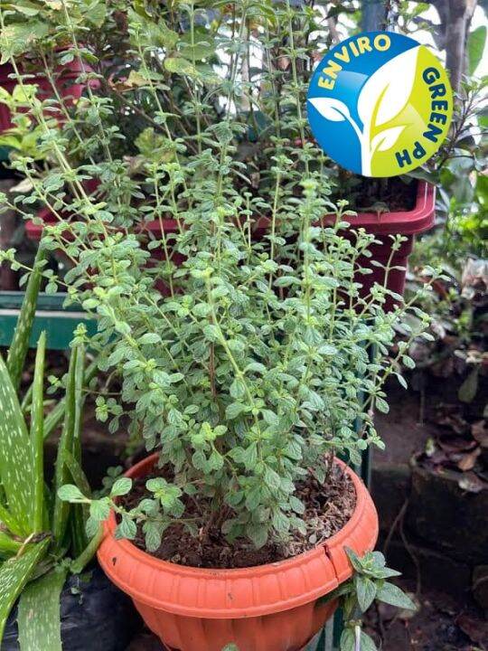 Italian Oregano Herb Plant with FREE garden soil, plastic pot and ...