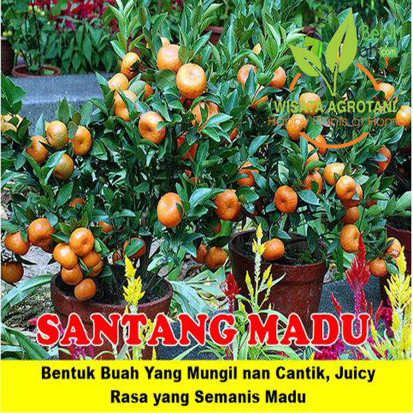 Paket Jeruk Santang Isi 2 Pohon Jeruk Santang Madu / 2 Pohon Jeruk Siem Batu/ 2 Bibit Buah Jeruk ...