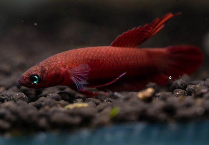 (Pair) Wild Betta Rutilans | Ikan Laga | Fighthing Fish | Lazada