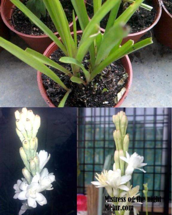 MDC- Anak Pokok Harum Sundal Malam Bunga random( berlapis atau selapis ...