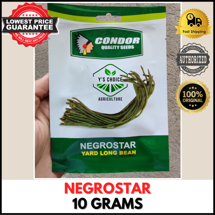 CONDOR SEEDS - POLE SITAO / SITAW SEEDS - NEGROSTAR 10 Grams | Lazada PH