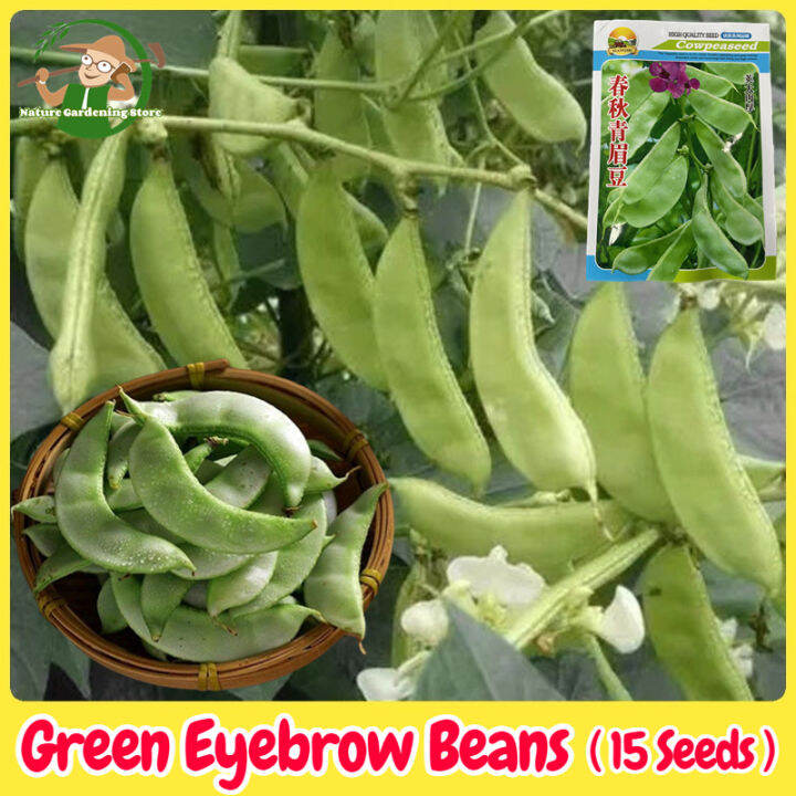Fresh Organic Green Eyebrow Beans Seeds Vegetable Seeds for Planting ...